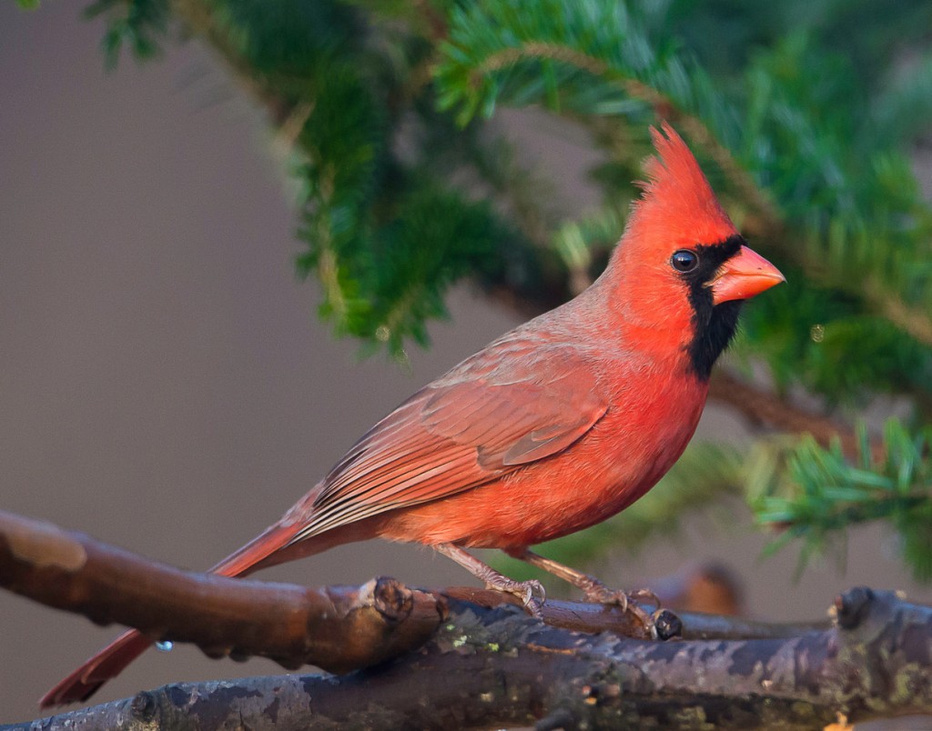 The Cardinal Story - Mike Walker